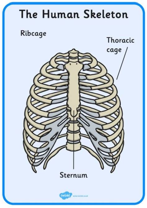 What Are Bones Made Of Bones In The Human Body Wiki