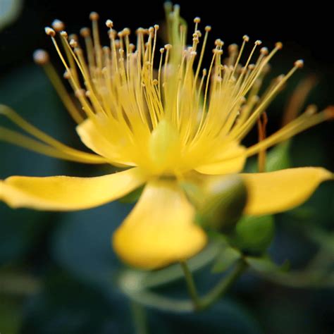 Hypericum Polyphyllum Grandiflorum Sunătoare Cu Frunze Mărunte