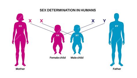 Premium Vector Sex Determination In Humans Male And Female Sperm And Eggs X And Y Chromosomes