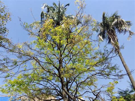 Beach Tree Summer Free Photo On Pixabay Pixabay