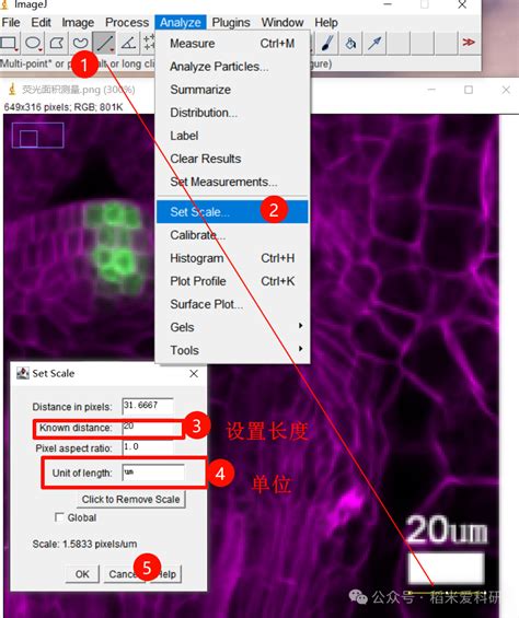 面积定量 Imagej 知乎