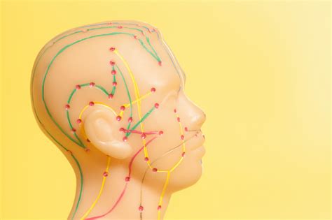 노란 배경에 인간의 머리의 의료 침술 모델 건강관리와 의술에 대한 스톡 사진 및 기타 이미지 건강관리와 의술 노랑 문화