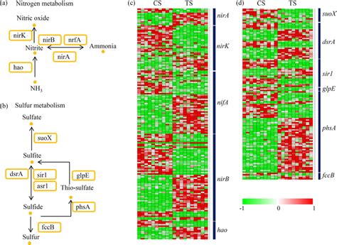 Analysis Of The Genes Involved In The Nitrogen Metabolic And Sulfur