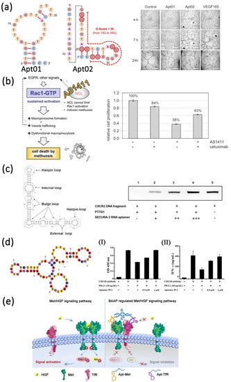 Aptamer Based Probes For Cancer Diagnostics And Treatment