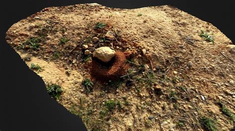 Anthill 3d Models Sketchfab