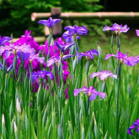Iris Dataset For Beginners Kaggle