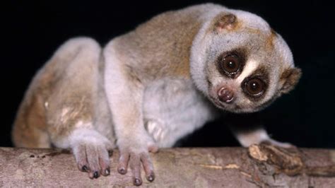 The Slow Loris Is A Cuddly Looking Primate With A Toxic Bite Howstuffworks