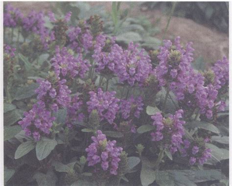 夏枯草 多年生草本花卉