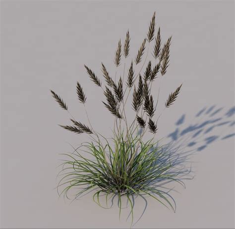 Blue Stem Grass 3d Model 3 Stl Obj Fbx C4d Free3d