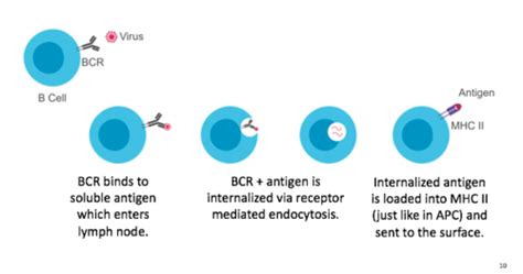 MHC Structure Antigen Processing And Presentation Flashcards Quizlet