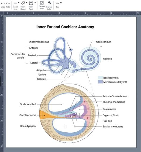 BioRender On Twitter Magnify A Section Of Your Figure In Just A