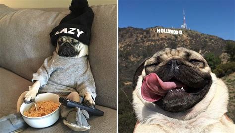5 MEMES De Perros Pug Divertidos Para Compartir Petlife