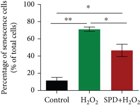 Spd Blocked H2o2 Induced Hucmscs Senescence A A Representative Image