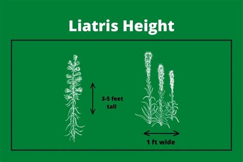 Liatris Spicata The Ultimate Guide Perennial Masters