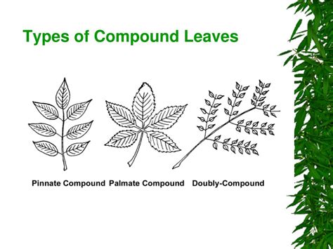 Types Of Compound Leaves
