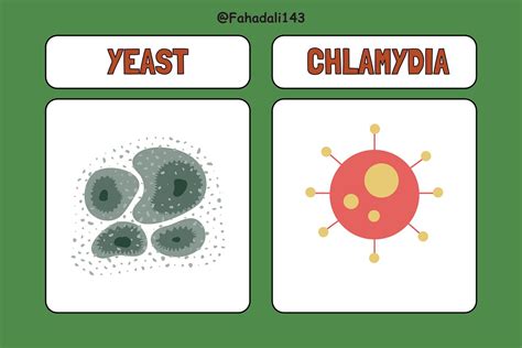 Differences Between Yeast Infection Vs Chlamydia By Fahad Ali Oct