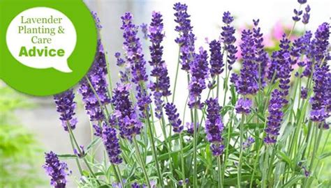 Image Result For Planting Islands With Lavender Lavender Plant Plant