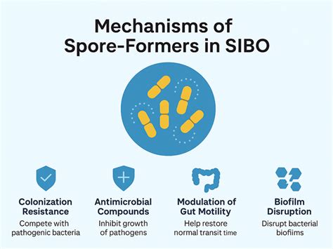 Spore Forming Probiotics For Sibo And Imo A Clinical Guide