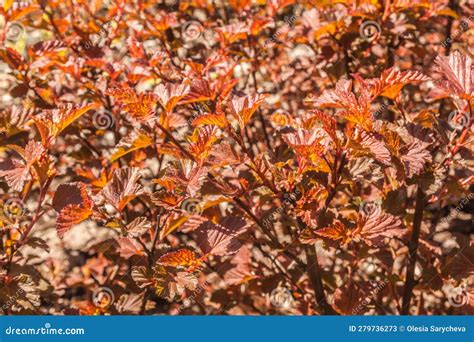 Physocarpus Opulifolius Ninebark In The Spring In The Sun Stock Image