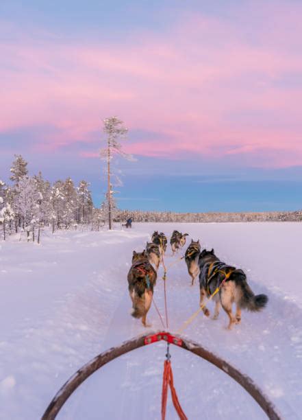 140 Trineo Con Perros En Suecia Fotografías De Stock Fotos E Imágenes Libres De Derechos Istock