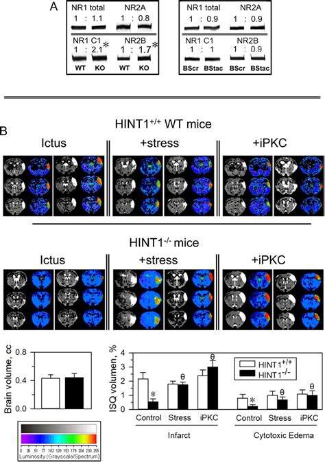 A Nmdar Nr Subunits In Frontal Cortices Of Hint1 Wt Hint1 −−