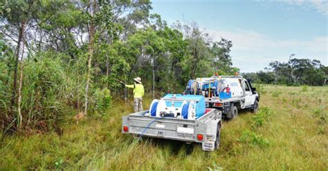 Councils Combat Gamba Grass The Express Newspaper Local News