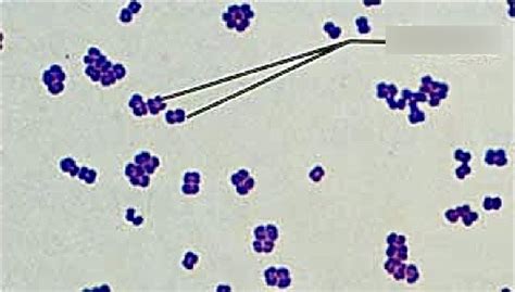 Micro Lab 2 Micrococcus Luteus Diagram Quizlet