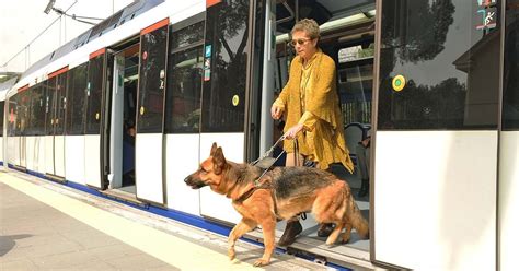 ¿quÉ Son Los Perros GuÍas Y Quienes Deben Tenerlos