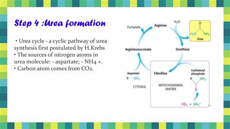 Nitrogen Metabolism Metabolic Fate Of Amino Acid Catabolism Of Amino