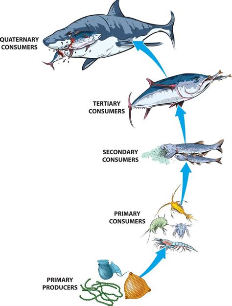 Marine Food Web Diagram