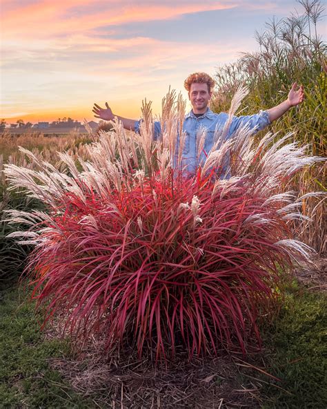 Miscanthus Lady In Red Bare Roots Buy Red Elephant Grass Online At