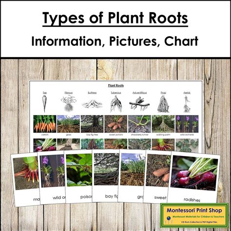 Types Of Plant Roots Sorting Cards And Chart Montessori Botany Activity