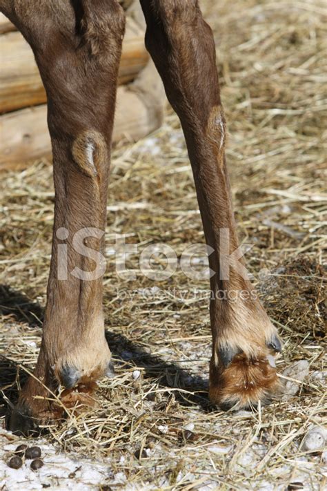 Deer Hooves Stock Photos - FreeImages.com