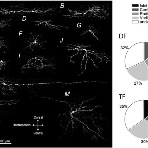 Optogenetic Activation Of Rvm Projections Stimulate Gabaglycine Ipscs
