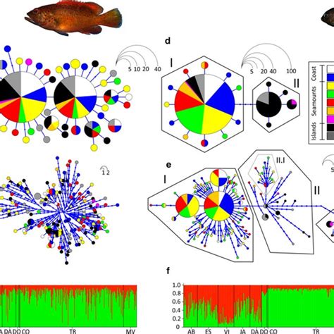 Unidimensional Stepping Stones Model The Best Fitting Gene Flow Model