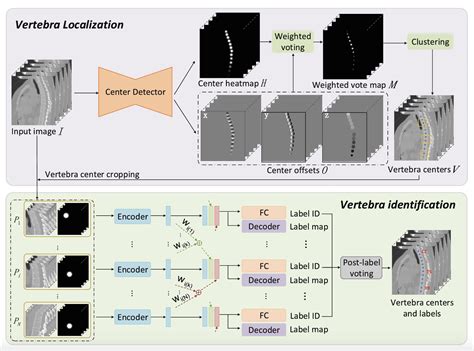 Vertnet Accurate Vertebra Localization And Identification Network From