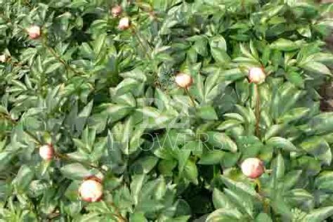 Paeonia Peony Class Act R2 Peony Offer