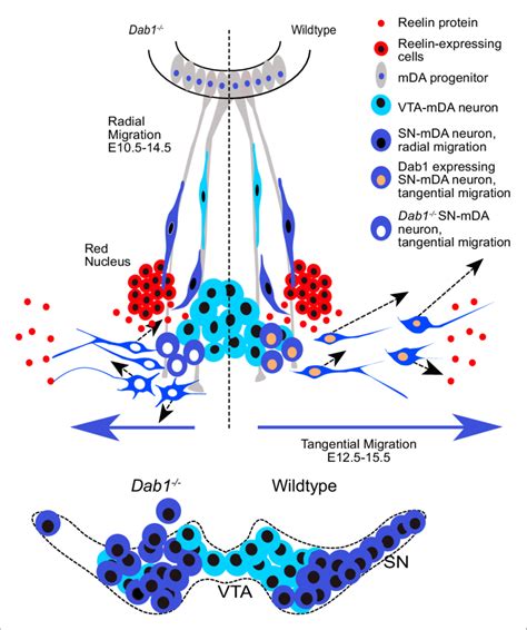 Schematic Representation Of Reelin Regulation In MDA Tangential