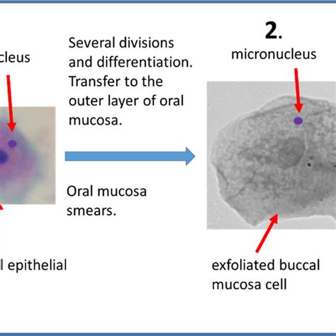 A Principle Of Cytokinesis Block Micronucleus Assay 1 Nucleus With