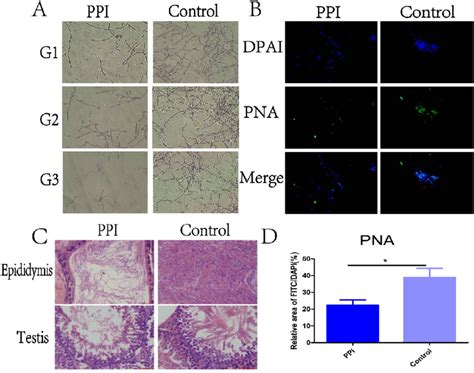 Correlation Between PPI And Sperm Count And Acrosomal Activity A Download Scientific Diagram