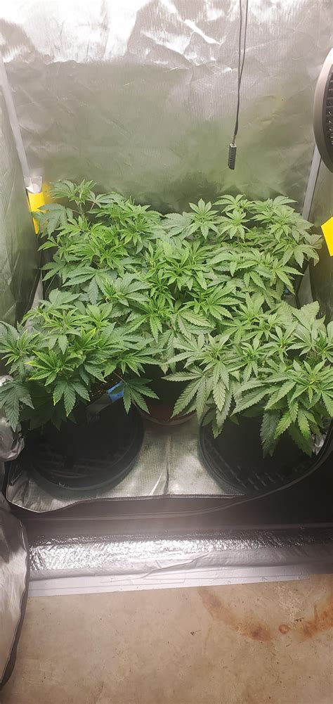 5 Regular Photo Plants In 3x3 Not Showing Sex Yet Flip To Flower Or Let Them Grow A Bit Taller