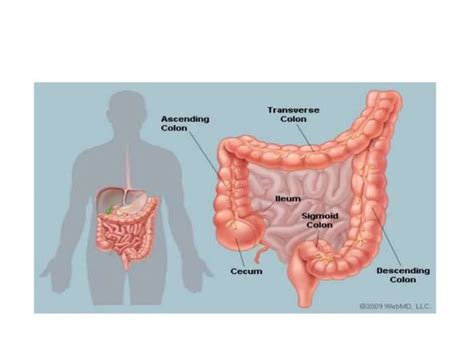 Colostomy Care And Role Of Nurses In Management In Patient With
