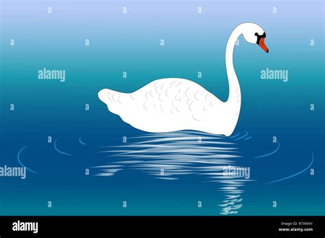 Mute Swan On Water Vector Illustration Stock Vector Image And Art Alamy