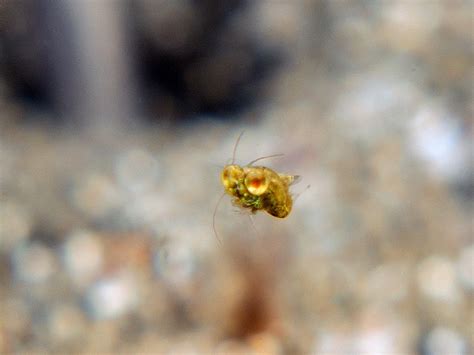 Ernst Koschier Diving Pictures Gallery Mysid Shrimps