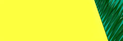 열대 배경 밝은 노란색 녹색 배경에 야자수 잎 플랫 레이 상단보기 복사 공간 여름 배경 자연 열대 잎과 창조적 인 최소한의 배경 잎 무늬 0명에 대한 스톡 사진 및 기타