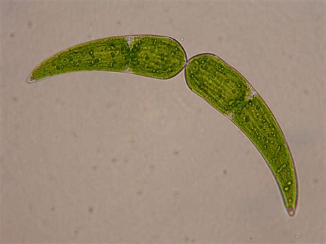 生物のふえ方トップ ＞ 無性生殖・分裂 ＞ミカヅキモの分裂 22