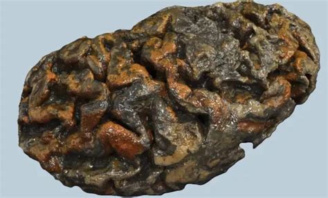 This Ancient Brain Structure Shouldnt Exist — But It Does