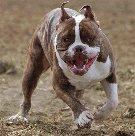 Pitbull Myths And Facts K9 Research Lab