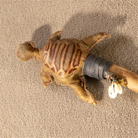 Turtle Rattle With Shells Geomancing The Stone