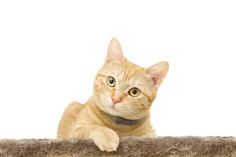 How To Use A Lemon Spray For Fleas Deal With Pests